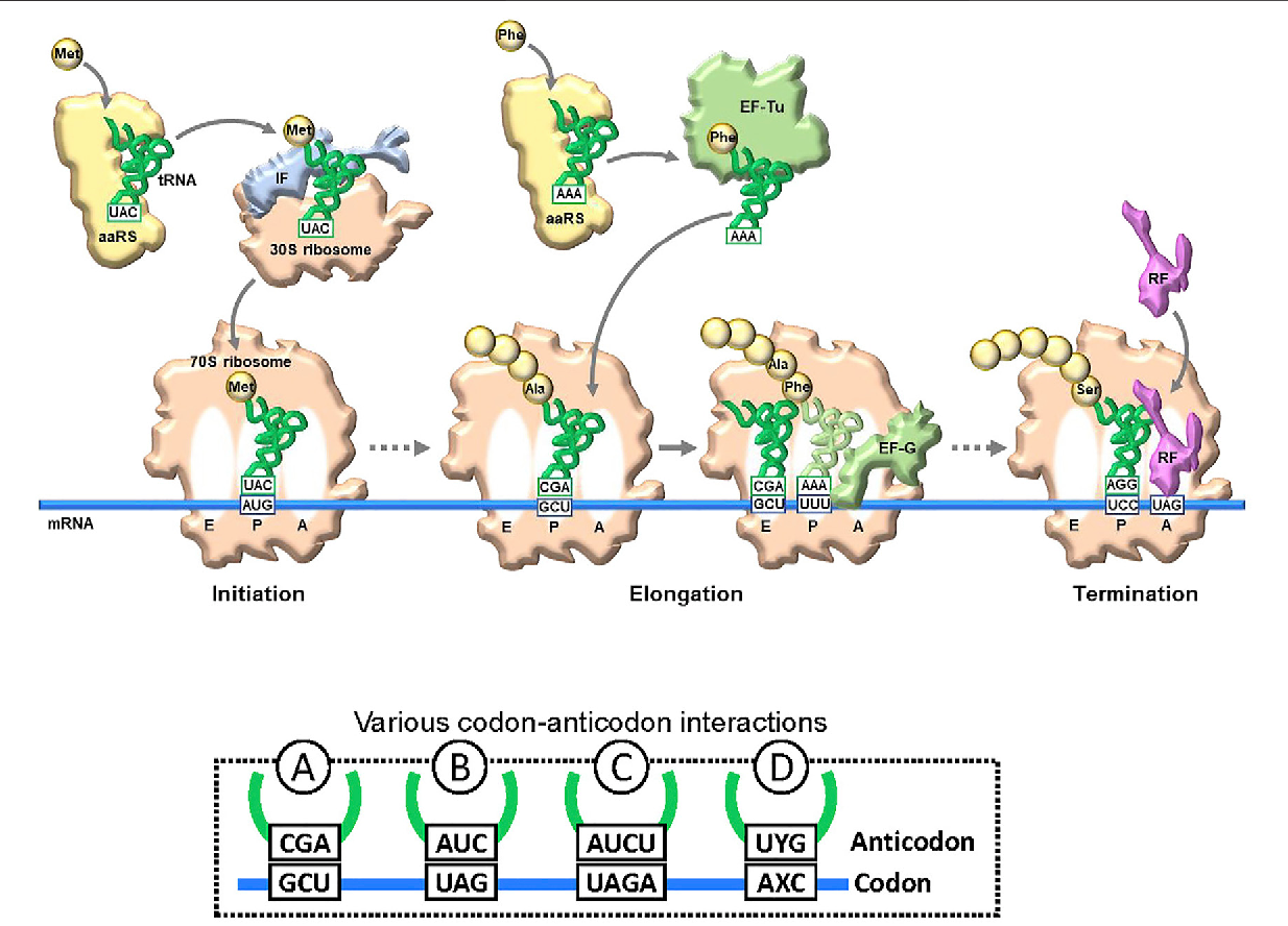 Genetic Code Engineering By Natural And Unnatural Base Pair Systems For