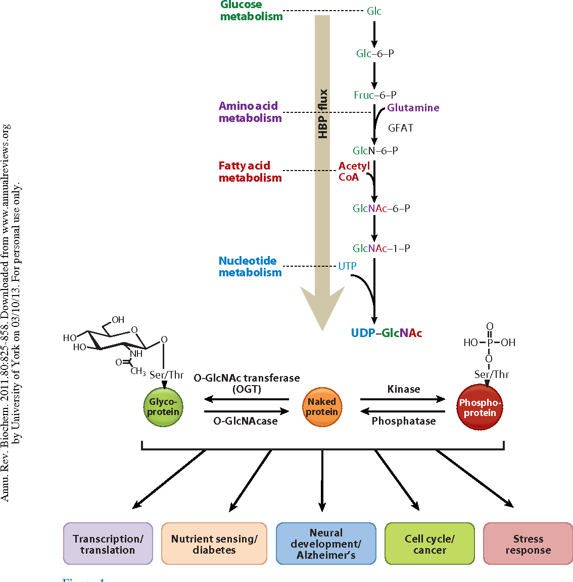 Pdf Cross Talk Between O Glcnacylation And Phosphorylation Roles In