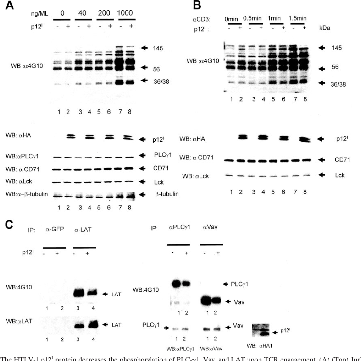 Figure 1 From Inhibition Of T Cell Receptor Signal Transduction And