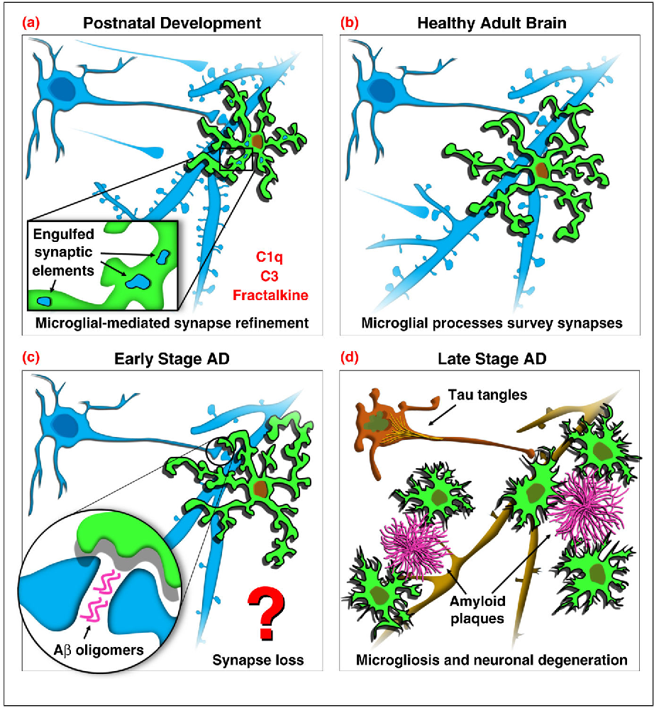 Figure 1 From New Insights On The Role Of Microglia In Synaptic Pruning