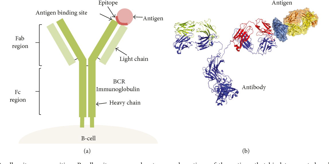 Pdf Fundamentals And Methods For T And B Cell Epitope Prediction