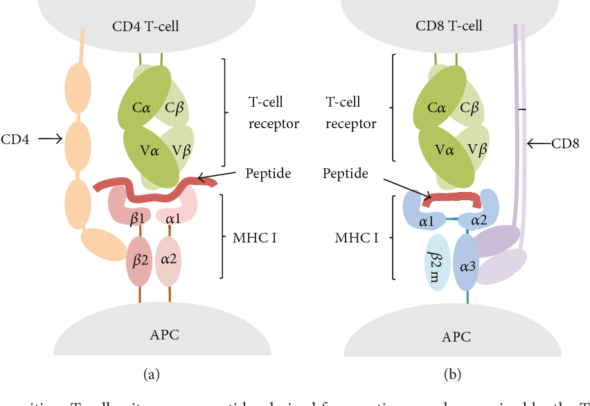 Figure 1 From Fundamentals And Methods For T And B Cell Epitope