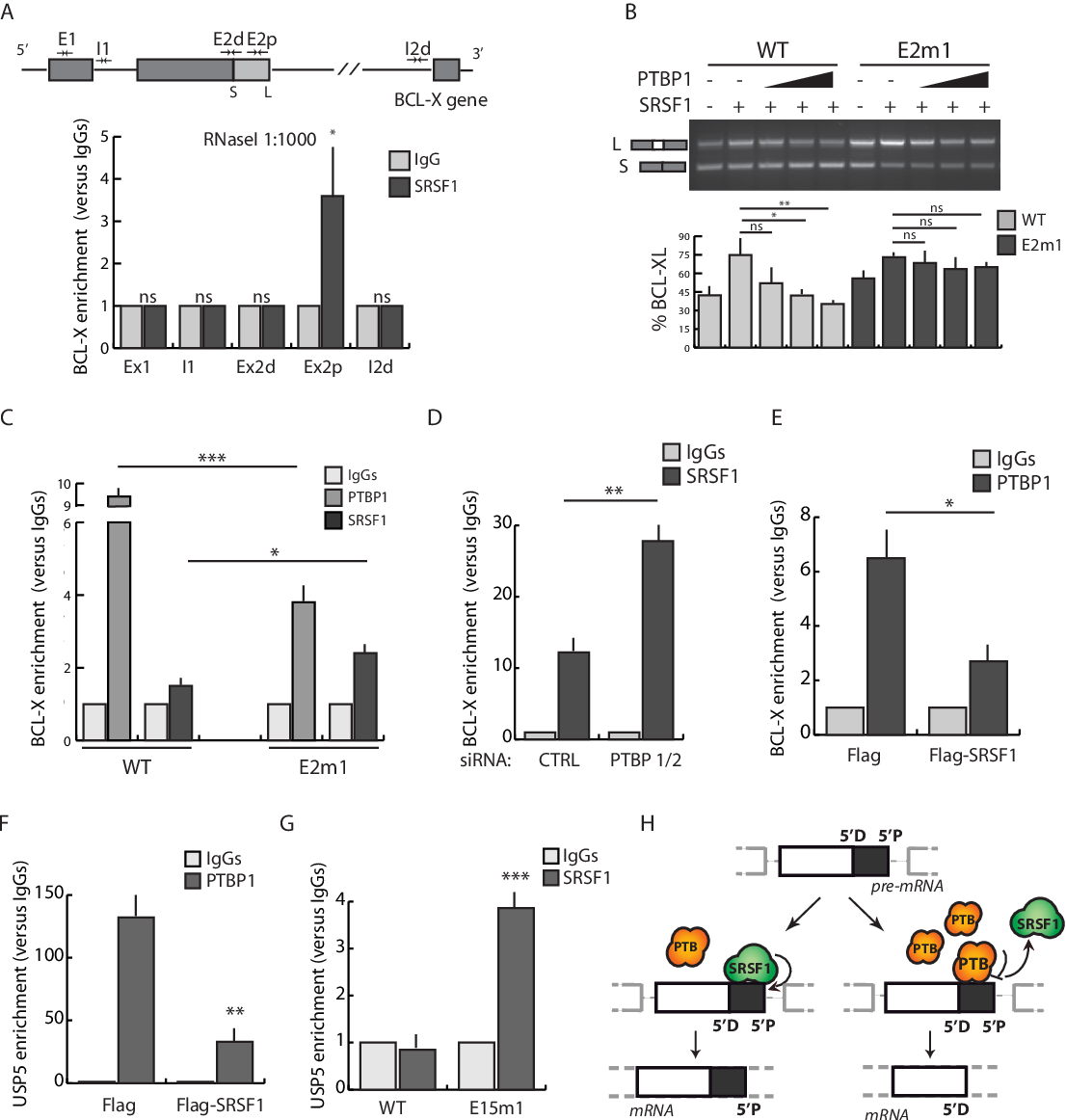 Figure 1 From Regulation Of Bcl X Splicing Reveals A Role For The