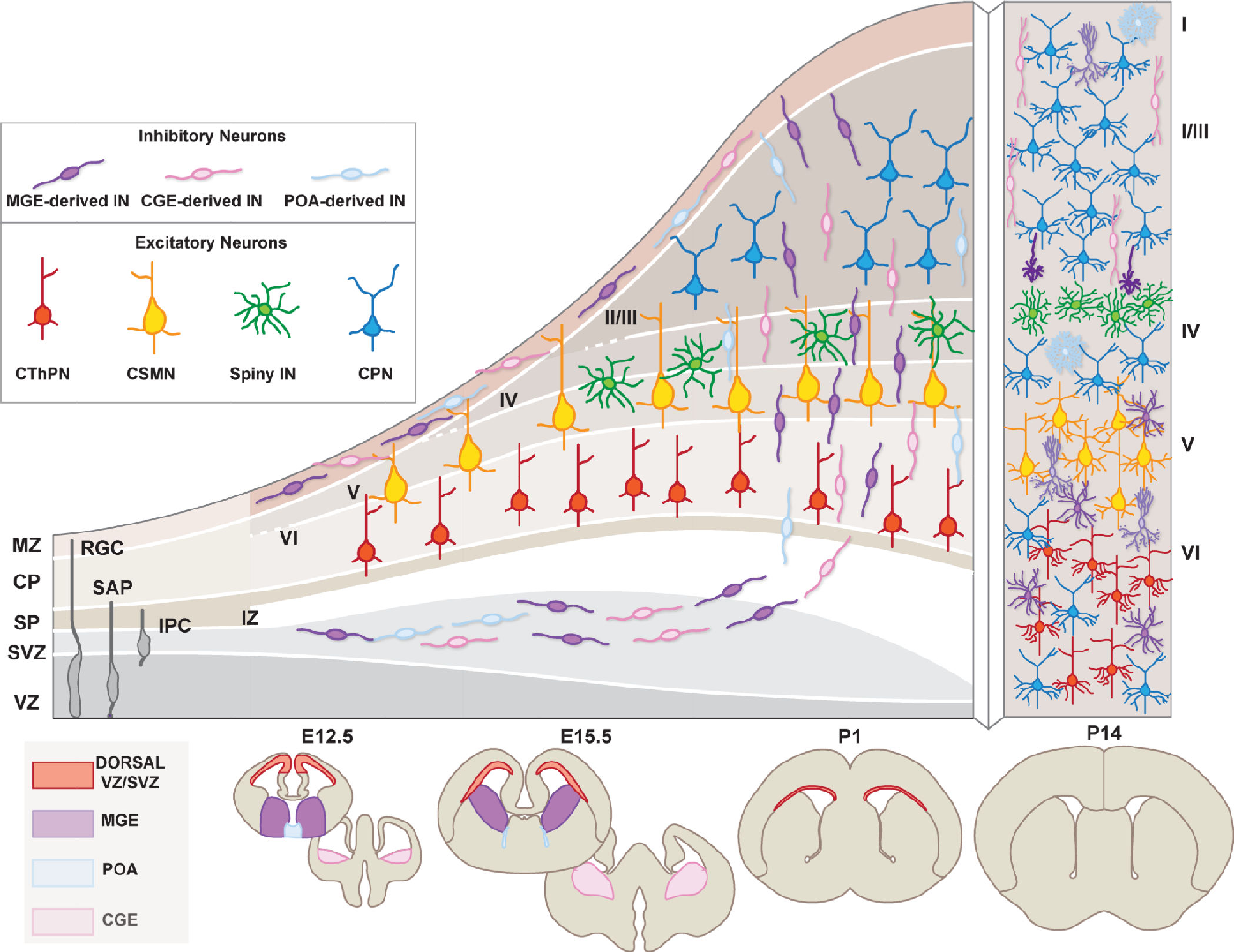 Generating Neuronal Diversity In The Mammalian Cerebral Cortex