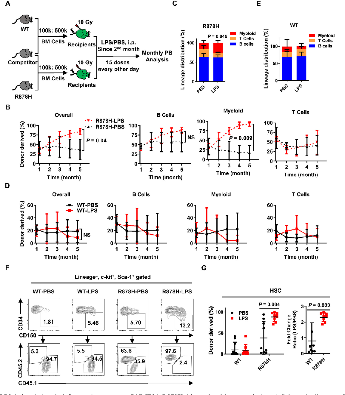 Aging Elevated Inflammation Promotes Dnmt3a R878h Driven Clonal