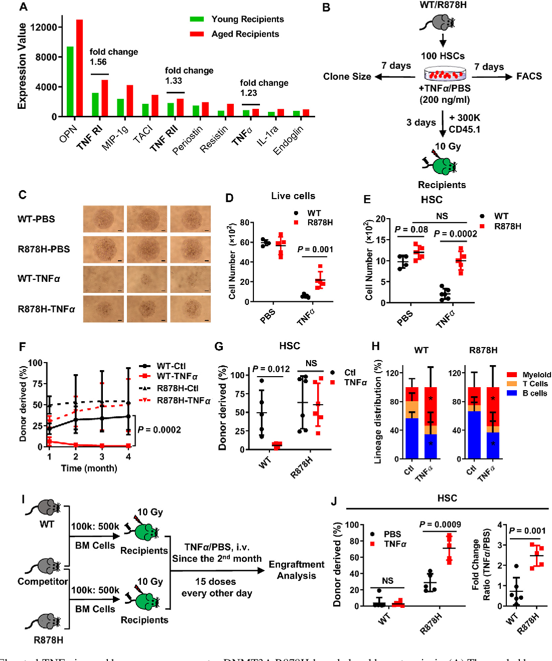 Aging Elevated Inflammation Promotes Dnmt3a R878h Driven Clonal