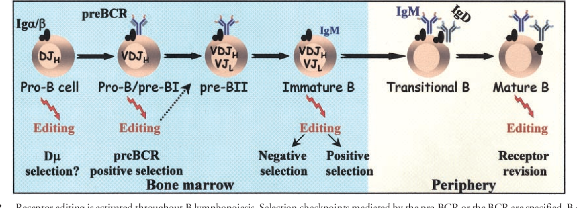 Figure 2 From Receptor Editing In Positive And Negative Selection Of B