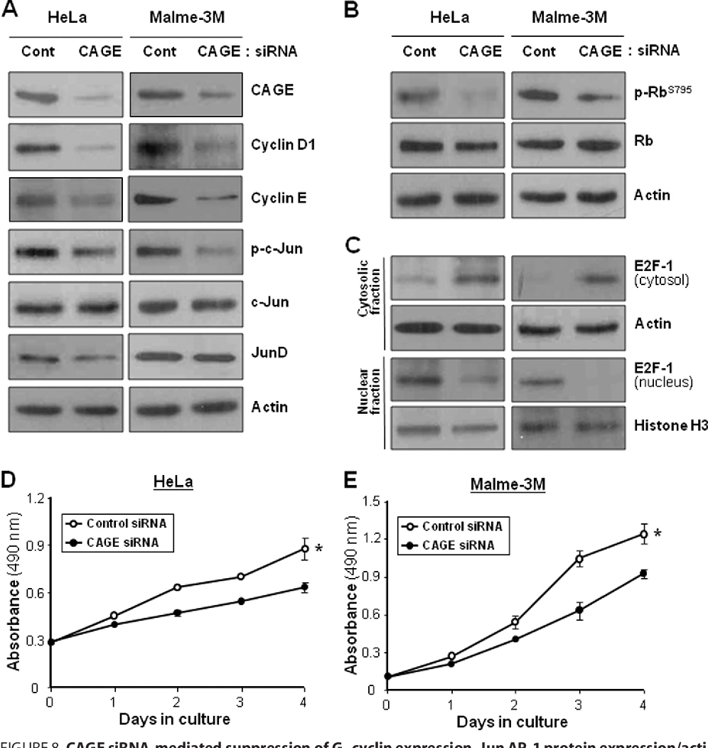 Figure 1 From The Cancertestis Antigen Cage With Oncogenic Potential