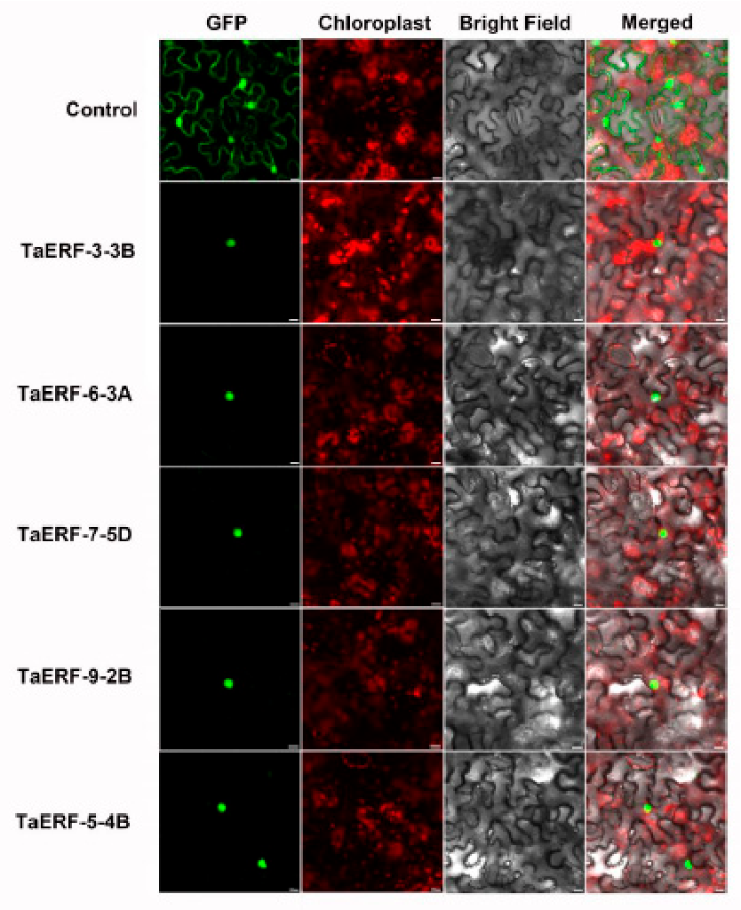 Figure 1 From Transcriptomic Identification Of Wheat Ap2erf