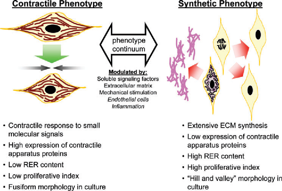 Molecular Regulation Of Contractile Smooth Muscle Cell Phenotype