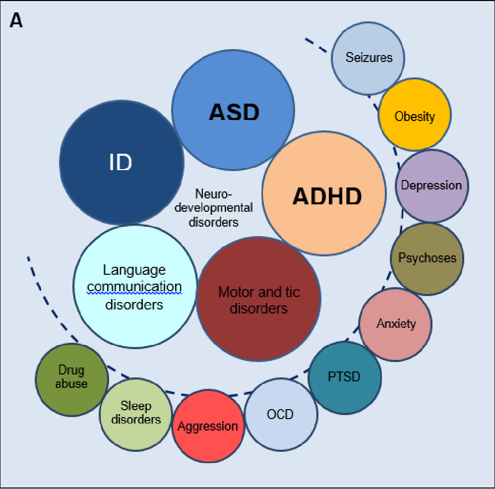 Pdf Understanding Autism And Other Neurodevelopmental Disorders