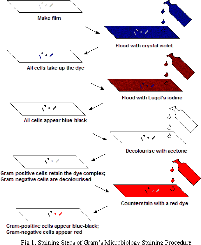 Staining Gram Stain Procedure