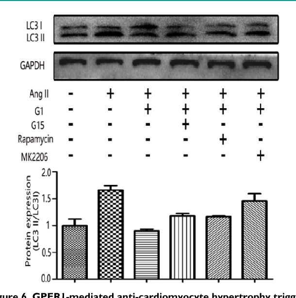 Figure 1 From G Protein Coupled Estrogen Receptor 1 Inhibits