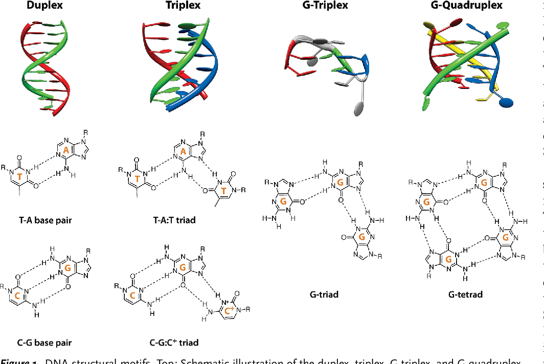 Figure 1 From The G Triplex Dna Semantic Scholar