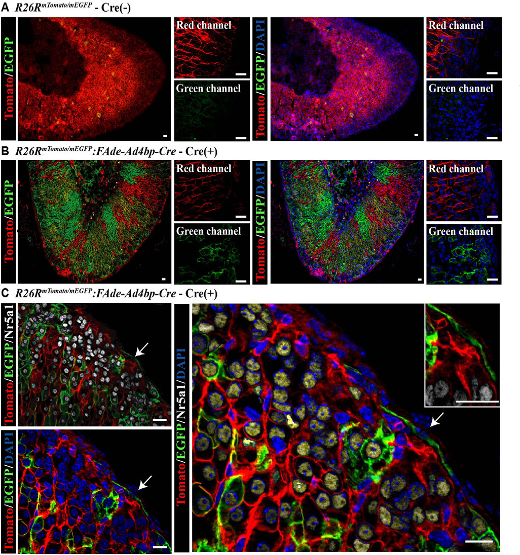 Figure 2 From Fetal Adrenal Capsular Cells Serve As Progenitor Cells