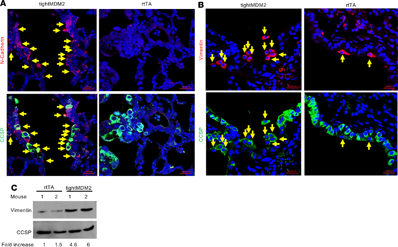 Figure 6 From Dna Replication In Progenitor Cells And Epithelial