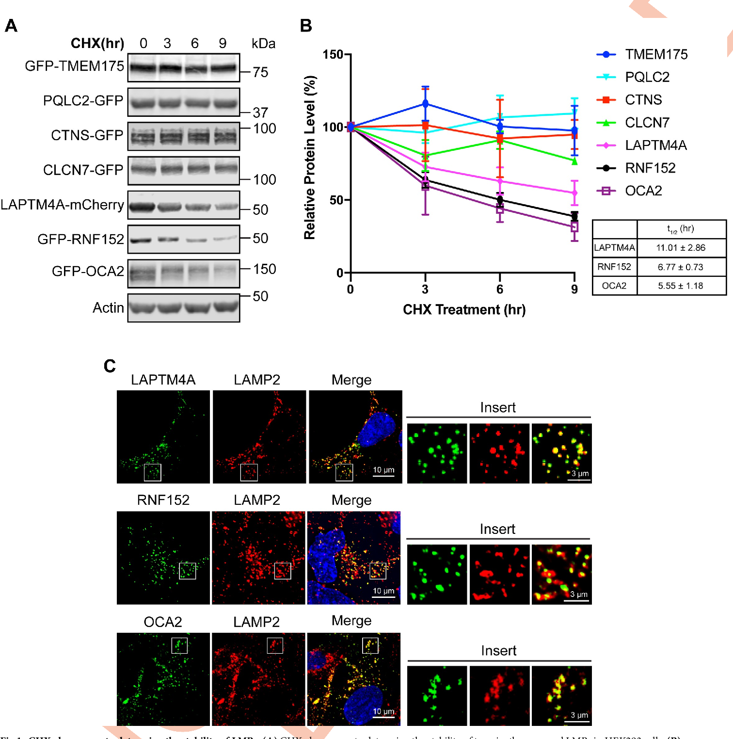 Figure 1 From A Conserved Ubiquitin And Escrt Dependent Pathway