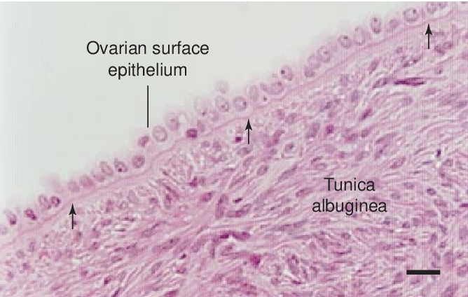 Pdf Roles Of The Ovarian Surface Epithelium In Ovulation And