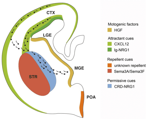 Pdf The Role Of Satb1 In Medial Ganglionic Eminence Derived Cortical