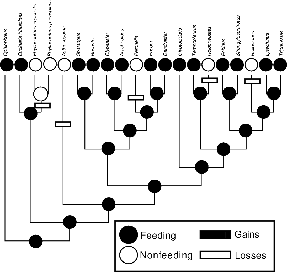 Figure 1 From Some Limitations Of Ancestral Character State