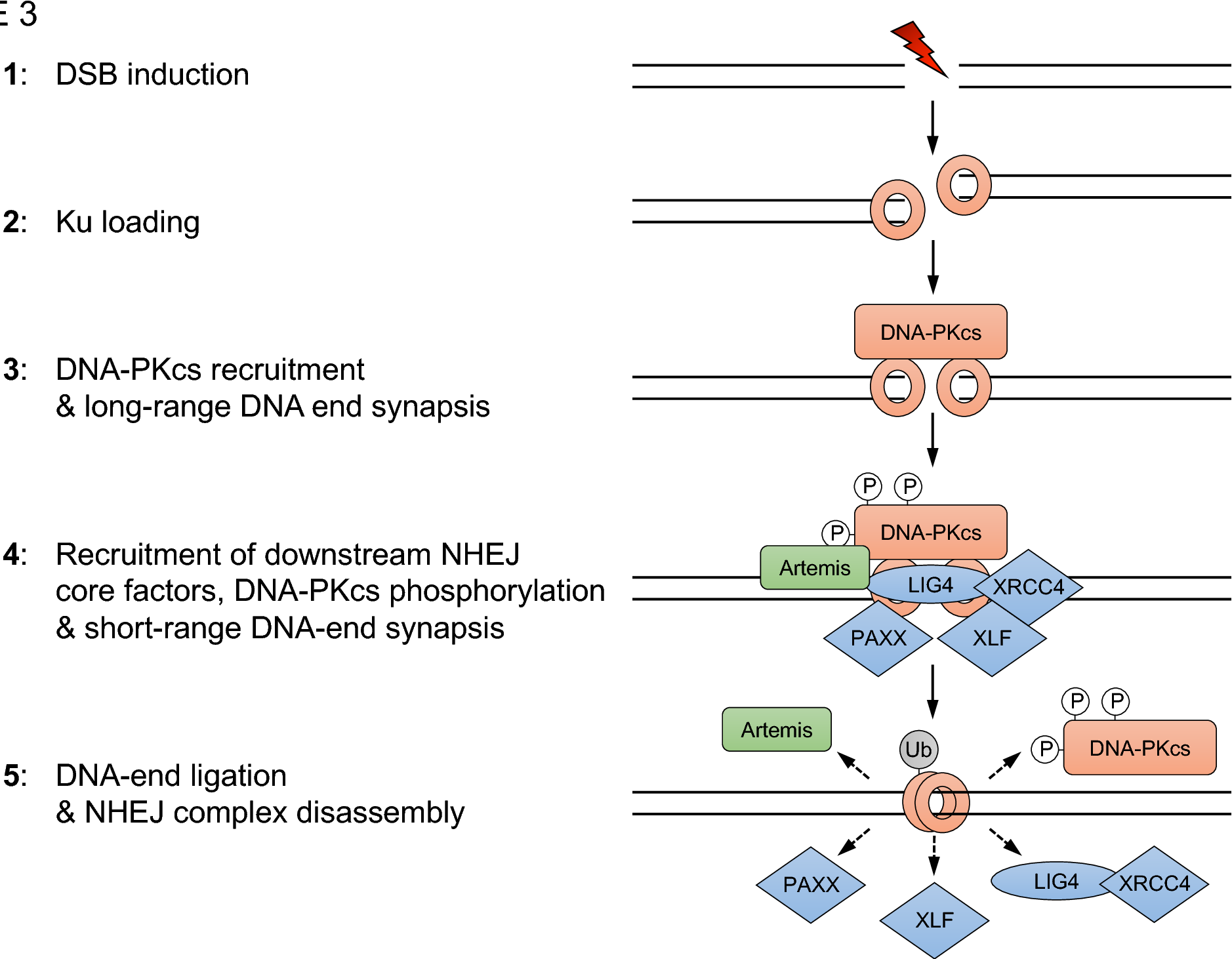 Atm Atr And Dna Pk The Trinity At The Heart Of The Dna Damage