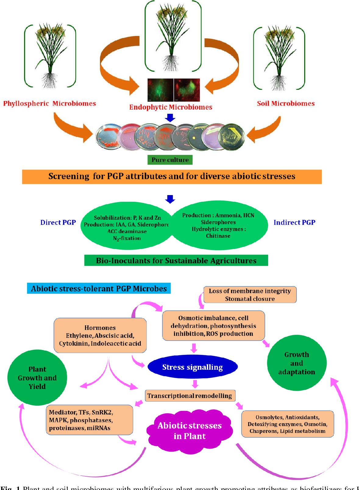 Pdf Microbial Biofertilizers Bioresources And Eco Friendly