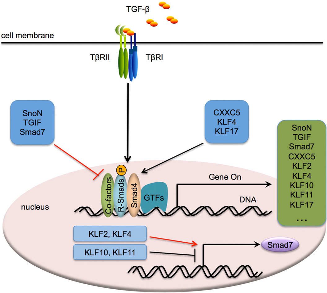 Pdf Feedback Regulation Of Tgf β Signaling Semantic Scholar