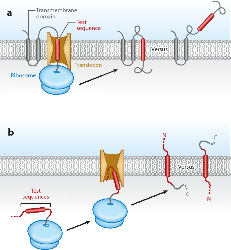 Membrane Protein Insertion At The Endoplasmic Reticulum Semantic Scholar