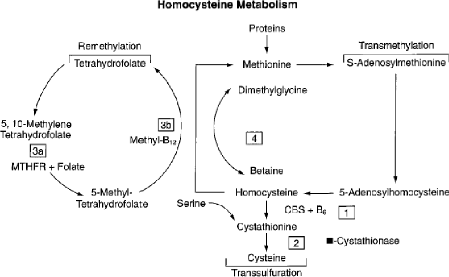 Table 11 From A Rabbit Model Of Hyperhomocysteinemia The Effect Of