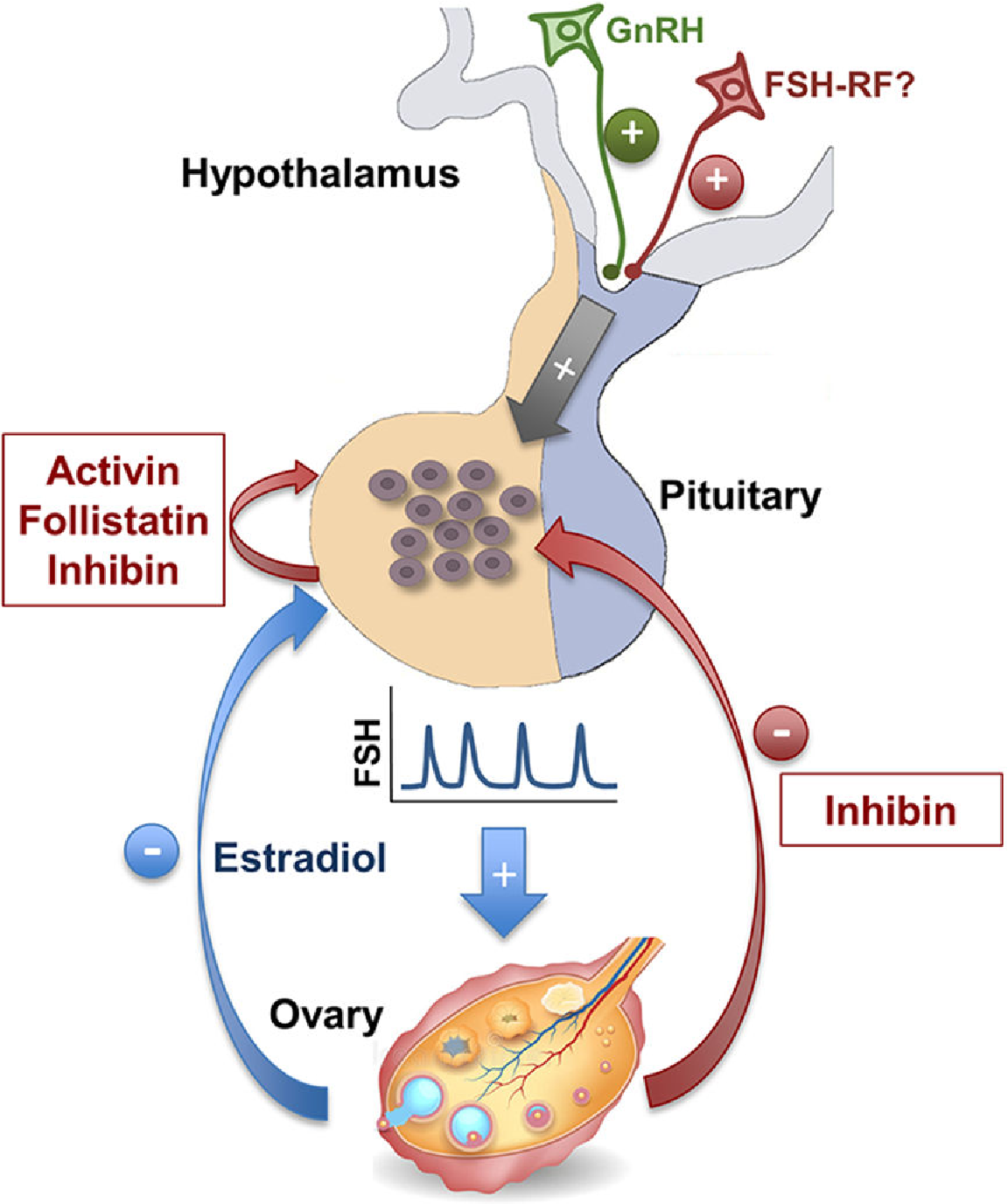 Figure 1 From Neuroendocrine Autocrine And Paracrine Control Of