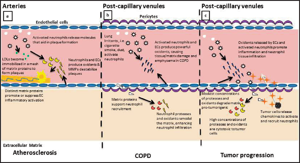 Figure 4 From The Effects Of Extracellular Matrix Proteins On