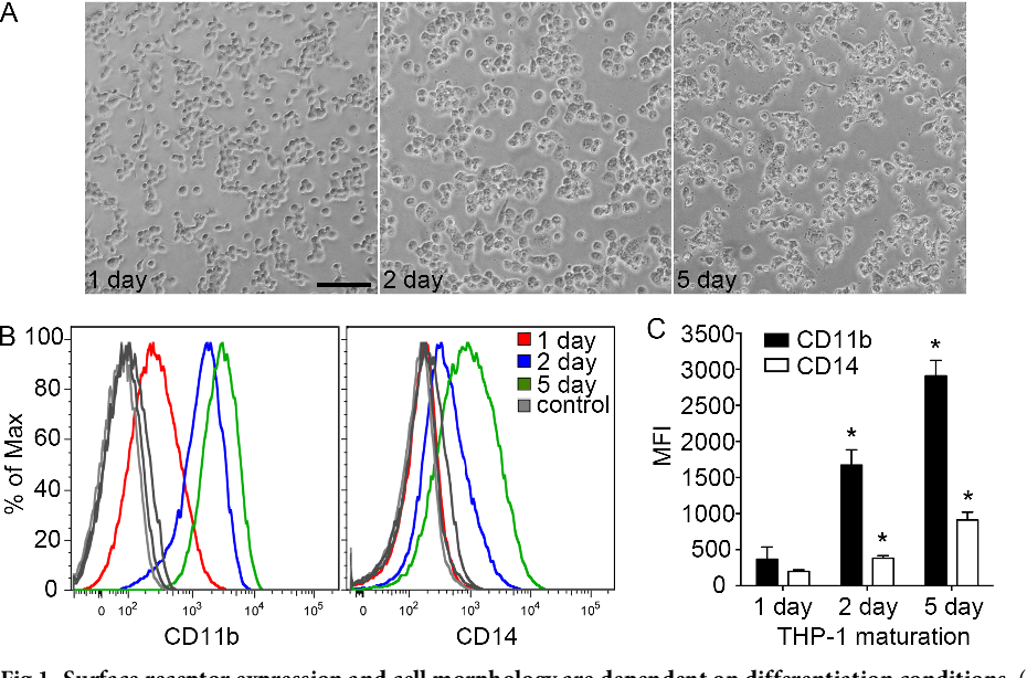 Figure 1 From The Phorbol 12 Myristate 13 Acetate Differentiation