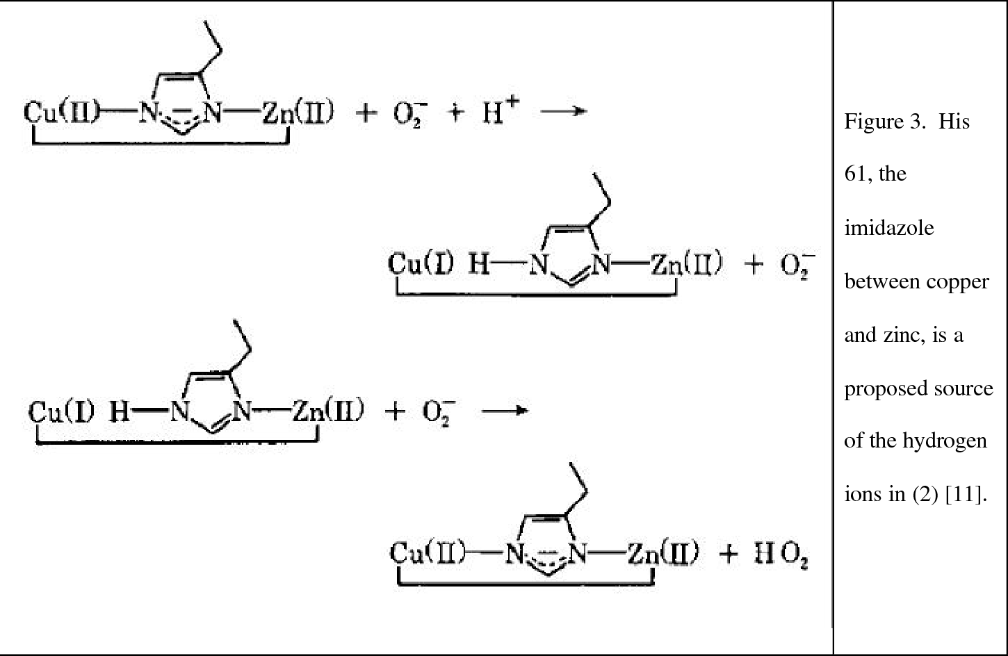 Superoxide Dismutase Structure