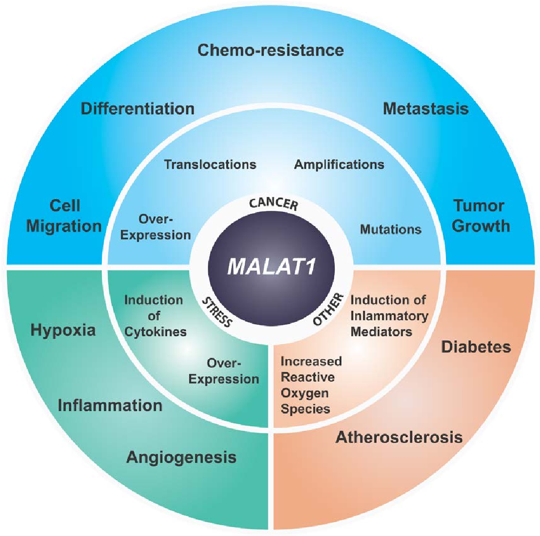 Pdf Malat1 Long Non Coding Rna Functional Implications Semantic