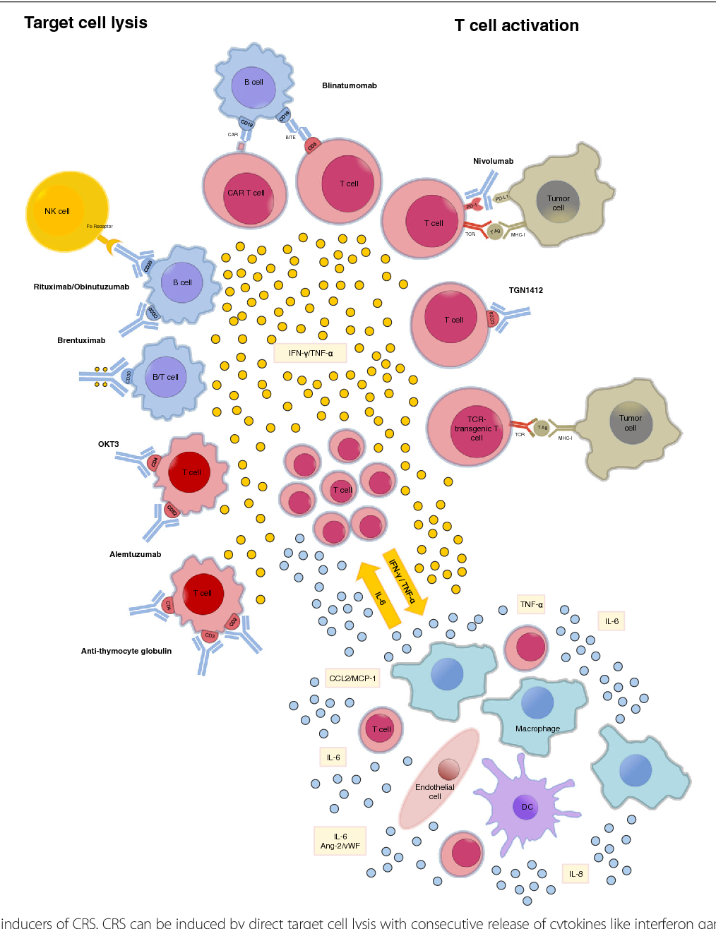 Cytokine Release Syndrome Semantic Scholar