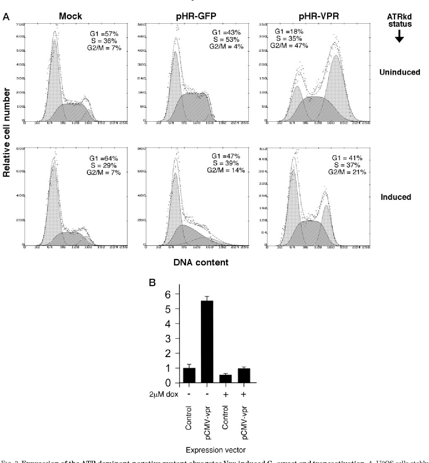 Figure 2 From Activation Of The Atr Mediated Dna Damage Response By The