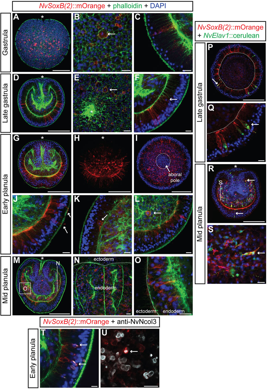 Figure 1 From Transgenic Analysis Of A Soxb Gene Reveals Neural