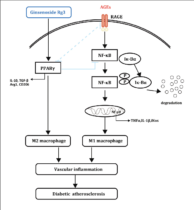 Figure 1 From Ginsenoside Rg3 Mitigates Atherosclerosis Progression In