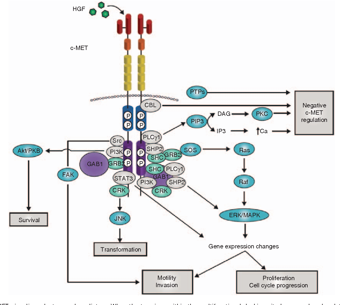 Figure 2 From An Overview Of The C Met Signaling Pathway Semantic Scholar