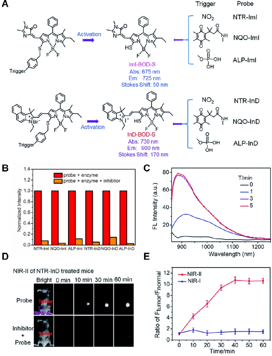 Pdf Activatable Nir Ii Organic Fluorescent Probes For Bioimaging