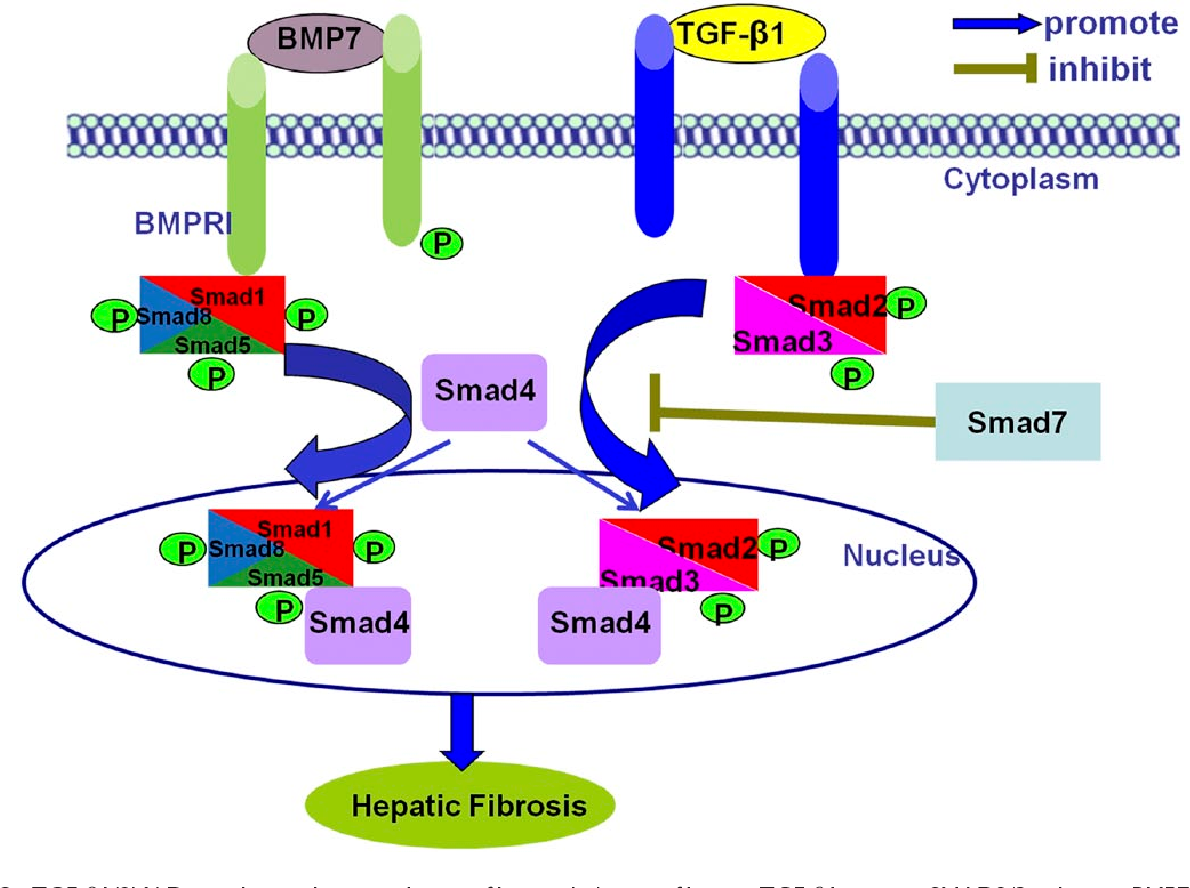 Tgf Smad Pathway