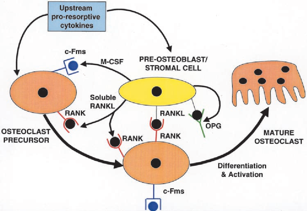 Osteoclastogenesis Semantic Scholar