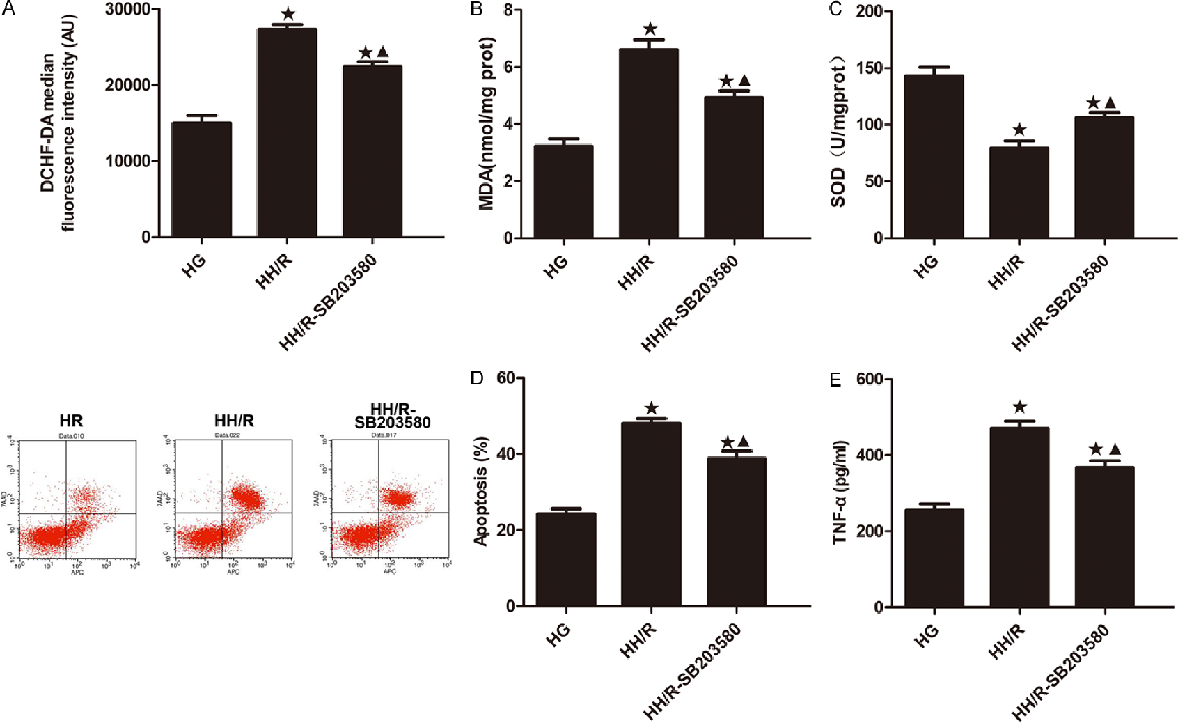 Pdf Resveratrol Protects Human Renal Proximal Tubular Cells From High