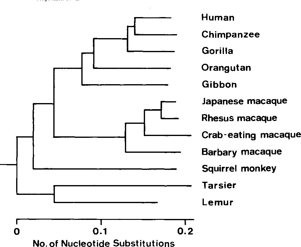 Primate Phylogenetic Tree