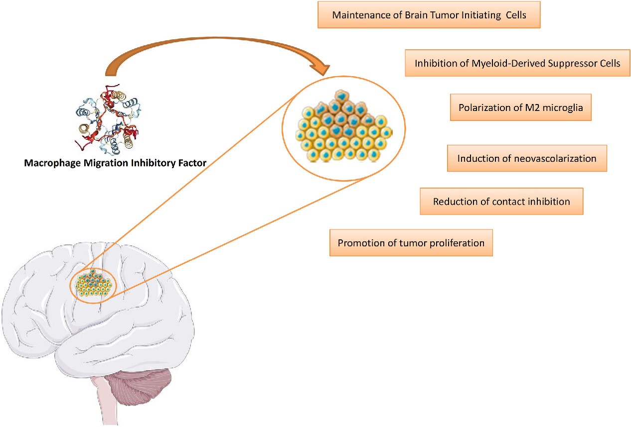 Figure 1 From Pathogenic Role For Macrophage Migration Inhibitory