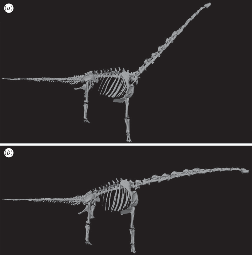 Figure 3 From Temporal And Phylogenetic Evolution Of The Sauropod