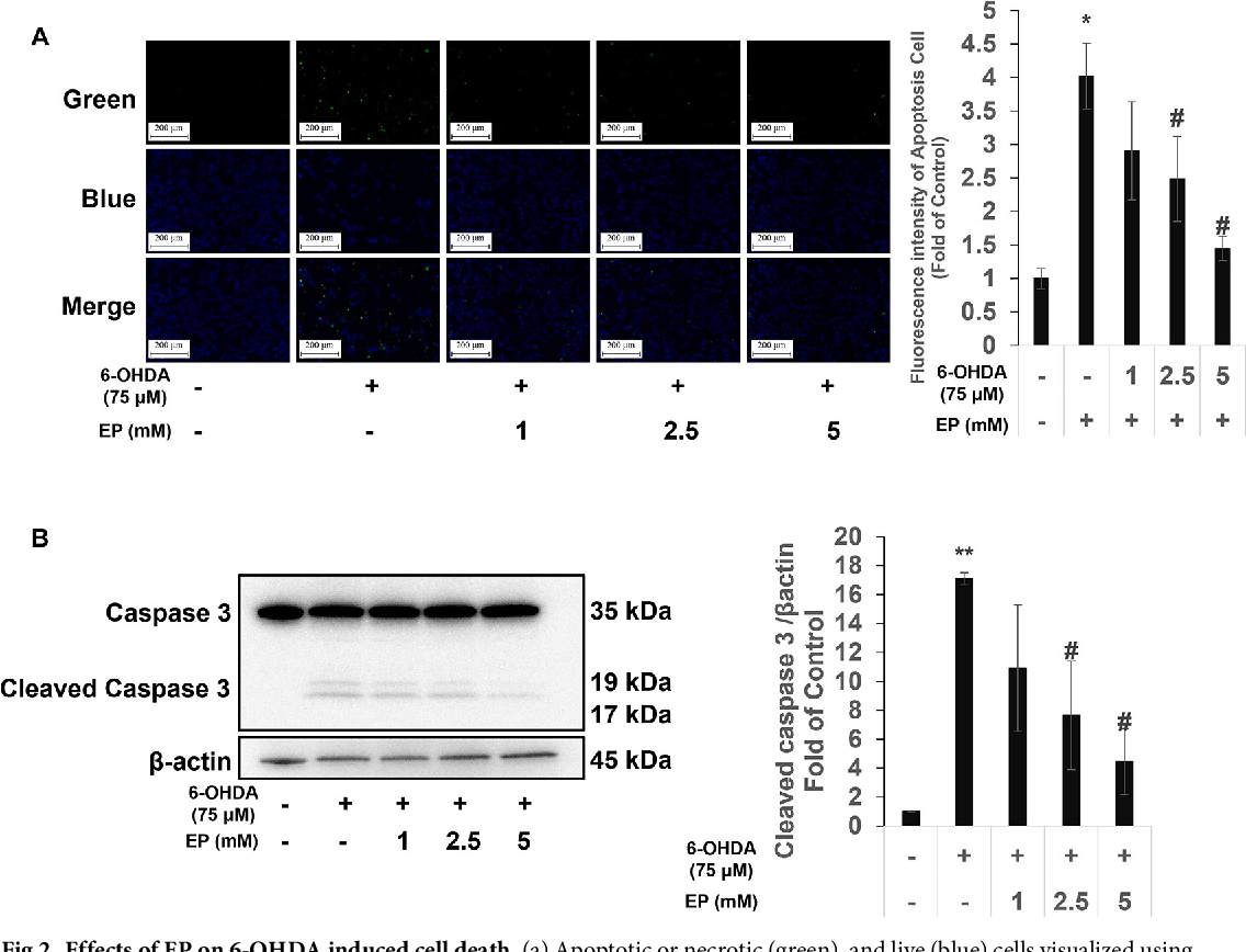 Pdf Ethyl Pyruvate Protects Shsy5y Cells Against 6 Hydroxydopamine