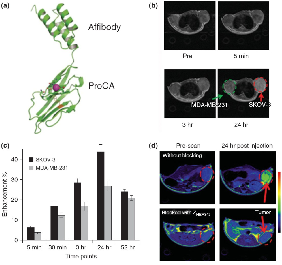 Figure 6 1 From Design Of Novel Protein Based Mri Contrast Agernets