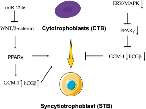 Pdf Role Of Peroxisome Proliferator Activated Receptors Ppars In