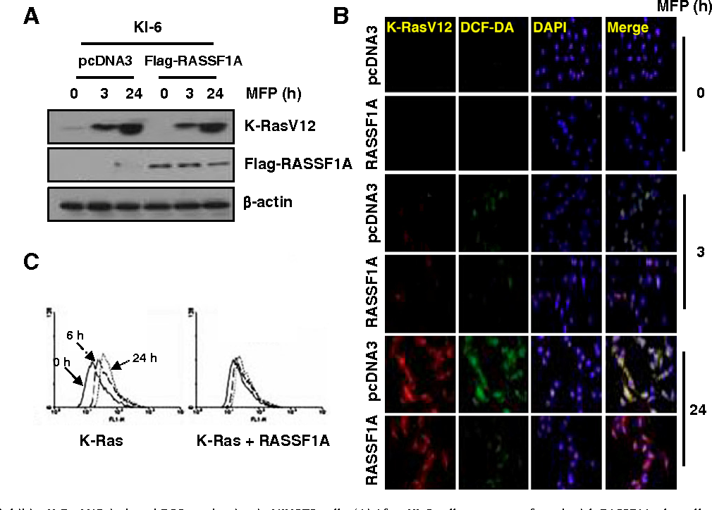 Figure 1 From Rassf1a Suppresses The Activated K Ras Induced Oxidative